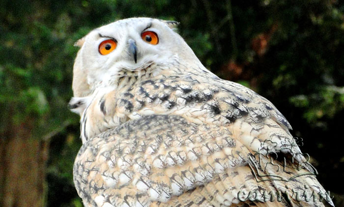 Fauna – Camirim Editorial Ltda